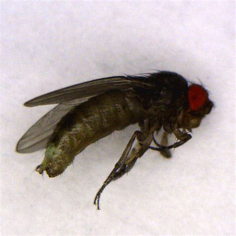 Phenotype And Sex The Fly Diagram Quizlet