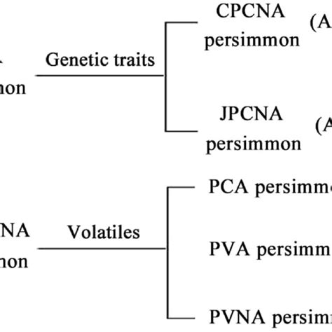 Diagram Of Sex Evolution Model Of Persimmon A Genetic Sex