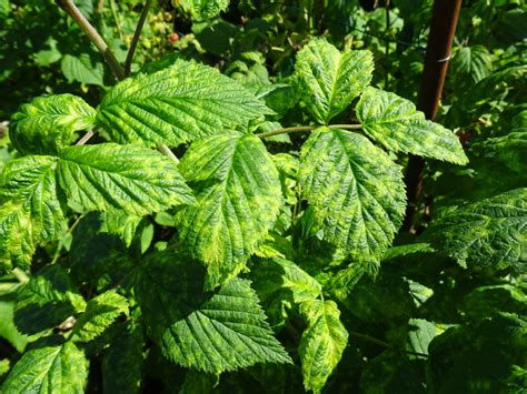 Raspberry Plant Diseases