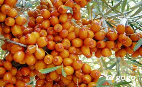 Монгол Улсаас анх удаа Увсын чацаргана газар зүйн заалтыг Европын