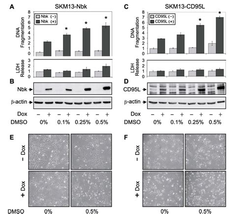 Increased Doxycycline Dox Dependent Expression Of Nbk And Cd95l By Download Scientific