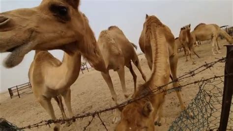 الجمال الابيل Youtube