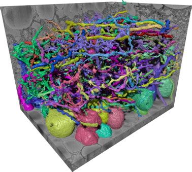 Connectomics Mapping The Brain Mycqstate