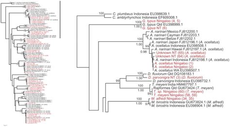 Reduced View Of The Neighbour Joining Tree Based On Coi Sequence Data