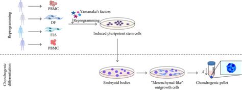 Scheme Of Experiment Human Ipscs Generated From Different Originated