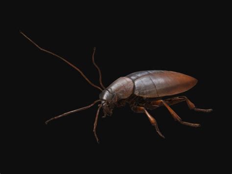 A Giant Menacing Cockroach With A Rough Fossilized Exoskeleton And