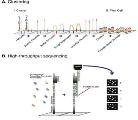 Illumina Sequencing Illumina Sequencing By Synthesis 1010genome