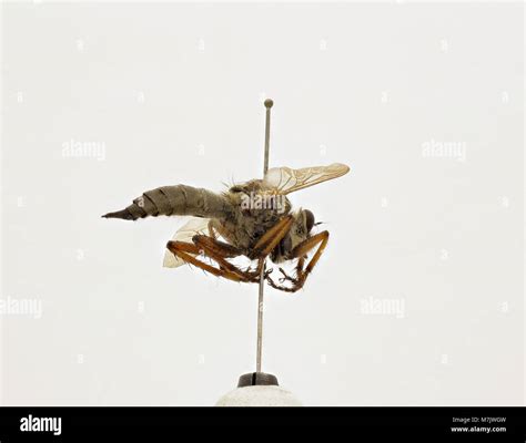 This Image Features The Species Acanthopleura Goedli A Type Of Marine Organism Highlighting