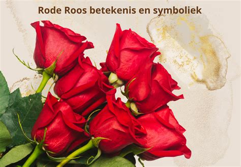 Rode Roos Symboliek En Betekenis Spiritstyle