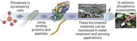 Phosphate Binding Proteins And Peptides From M