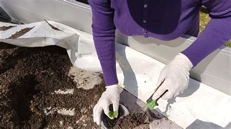 Үрсэлгээ сунасан тохиолдолд амархан үндэс хөндөхгүй хөрс нэмэх арга Уут бортогонд цуг үрслүүлэх