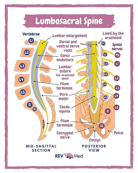 Lumbosacral Spine Anatomy By Rev Med Lumbosacral Grepmed