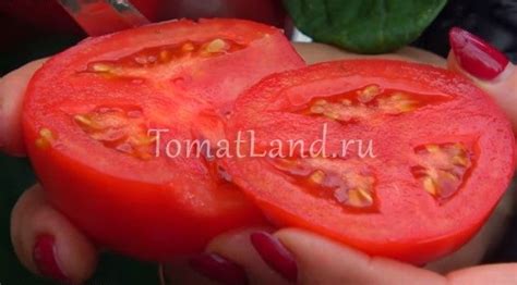 Томат Папина дочка: ОТЗЫВЫ (13), фото, описание и характеристика