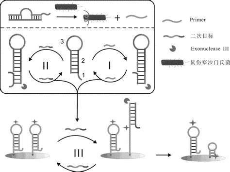 Electrochemical Biosensor For Detecting Salmonella Typhimurium And