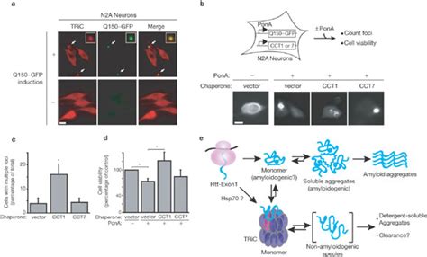 Tric Modulates Aggregation Of Polyq Expanded Huntingtin And Alleviates Download Scientific