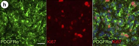 Pdgfr Alpha Antibodies Novus Biologicals