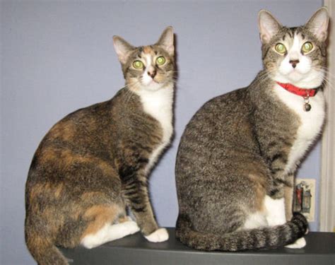 Ticked Tabby And White Thecatsite
