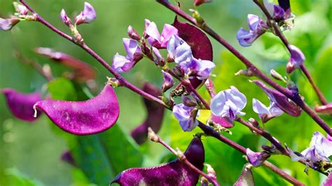 10 Beautiful Purple Vine Flowers 4 Is Our Pick