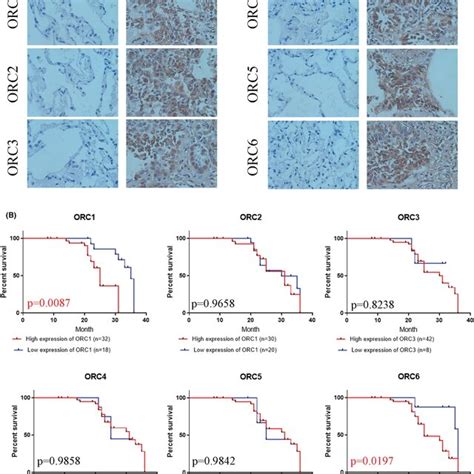Origin Recognition Complex Orc Mrna And Protein Levels In Lung
