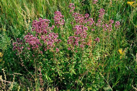Лекарственное растение душица обыкновенная — лечение описание и фото Приготовление применение