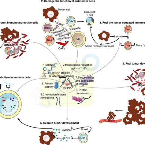 noncoding rnas regulate biological functions through multiple
