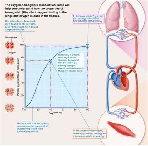 Human Physiology Respiratory System Lecture 4 Flashcards Quizlet