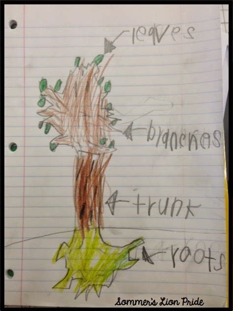 Trees Trees And Trees