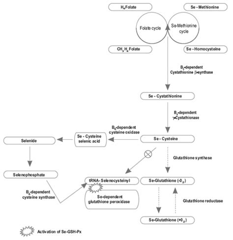 Glutathione Peroxidase Selenium