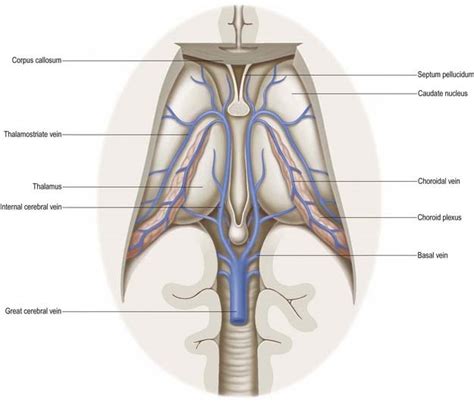 Thalamostriate Vein Anatomy