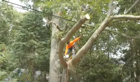 Affordable Tree Service Columbia MO Columbia Tree Co