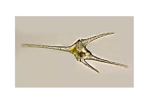 Algae Classification Pptx