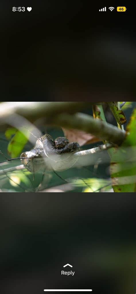 Reticulated Python Biodiversity And Environment Database System
