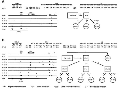 Examples Of Germline Or Close To Germline Vdj Sequences In Clonally