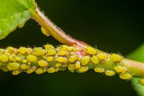 38 Facts About Aphid