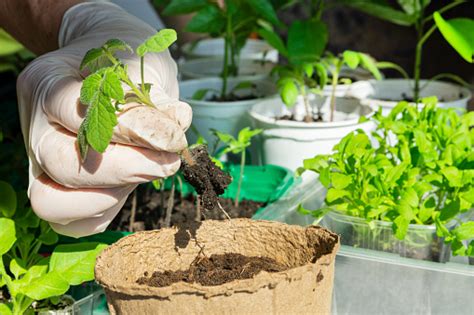 한 여성이 토마토 묘목을 별도의 토탄 냄비에 이식합니다 봄과 여름에 정원에 심기 위한 묘목 준비 건강관리와 의술에 대한 스톡