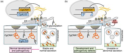 植保所揭示n 糖基化修饰调控禾谷炭疽菌致病机制 蛋白 研究 论文