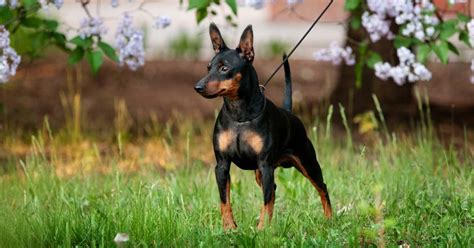 Mini Pincher Todo Lo Que Debes Saber Del Perro También Llamado Pinscher Miniatura