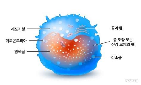 백혈구wbc알아봅시다 호중구 호산구 호염기구 단핵구 림프구 네이버 블로그