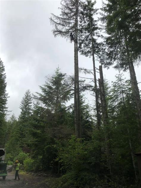 Gallery View Our Tacoma Tree Service Processes