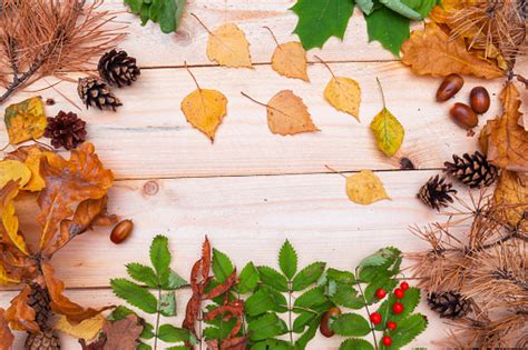 나무 배경 프레임을 건조 하 고 신선한 녹색 잎 가 계절 배너 템플릿 배경 막입니다 소박한 플랫 하다입니다 건조 잎 장식입니다 오렌지 잎 텍스처입니다 가 시즌 상위 뷰 0