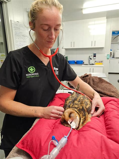 Idun La Rara Lechuza Enmascarada De Tasmania Que Sobrevivió A Una Traumática Experiencia En Lo