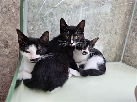 코리안숏헤어 오즈앤디크림 닥스훈트무료입양사이트 도베르만무료입양사이트 말티치무료입양사이트 말티폼무료입양사이트 보더콜리무료입양사이트 프렌치불독무료입양사이트 빠삐용무료입양