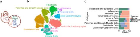 Cell Types And Composition Of Adult Mammalian Hearts A Integration Of Download Scientific