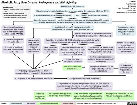 Alcoholic Fatty Liver