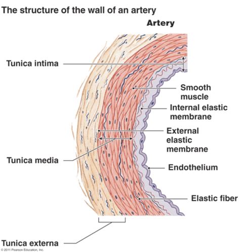 Circulatory System Flashcards Quizlet