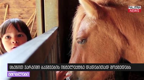 ცხენით ვარჯიში ბავშვების ინტელექტზე დადებითად მოქმედებს Youtube