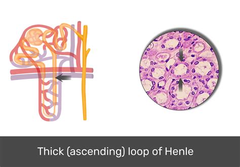Renal Medulla Histology And Diagram Getbodysmart