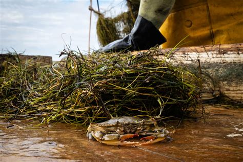 Submerged Aquatic Vegetation A Critical Blue Crab Habitat Bounces Back In The Chesapeake Bay
