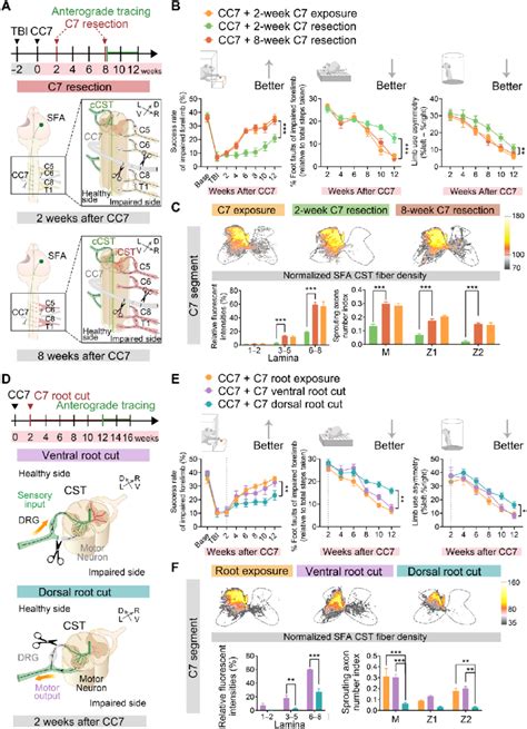 The Transferred C7 Nerve Mediated Sensorimotor Pathway Is Necessary For