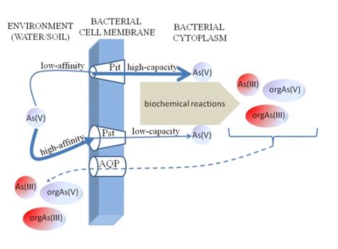 Biochemical Pathways Of Arsenic Uptake From The Environment To Human Cells